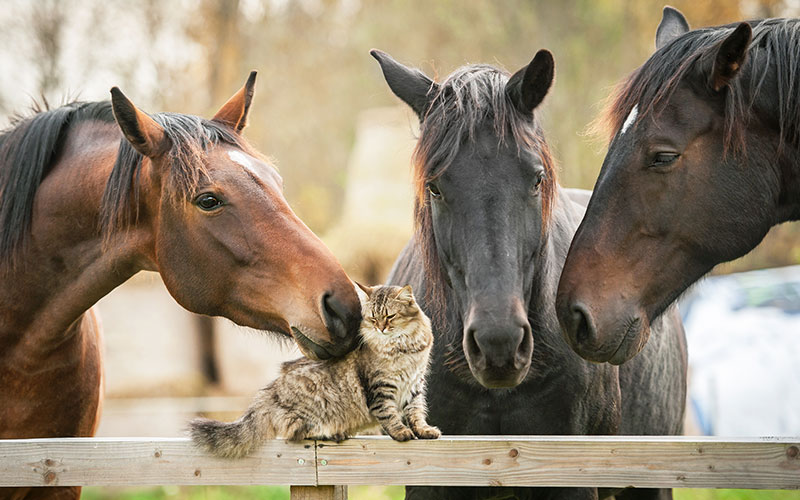 Veterinarian in Locust Grove | Vets Near Me | Paradocs Animal Hospital